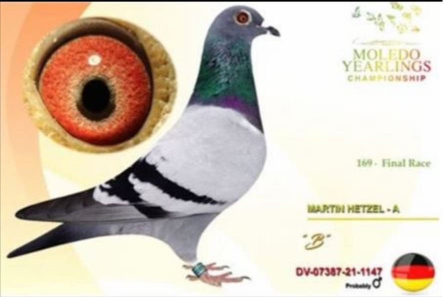 DV07387-21-1147 ERKEK / KENDİSİ YARIŞMIŞTIR 169. FİNAL RACE & 99. YARI FİNAL