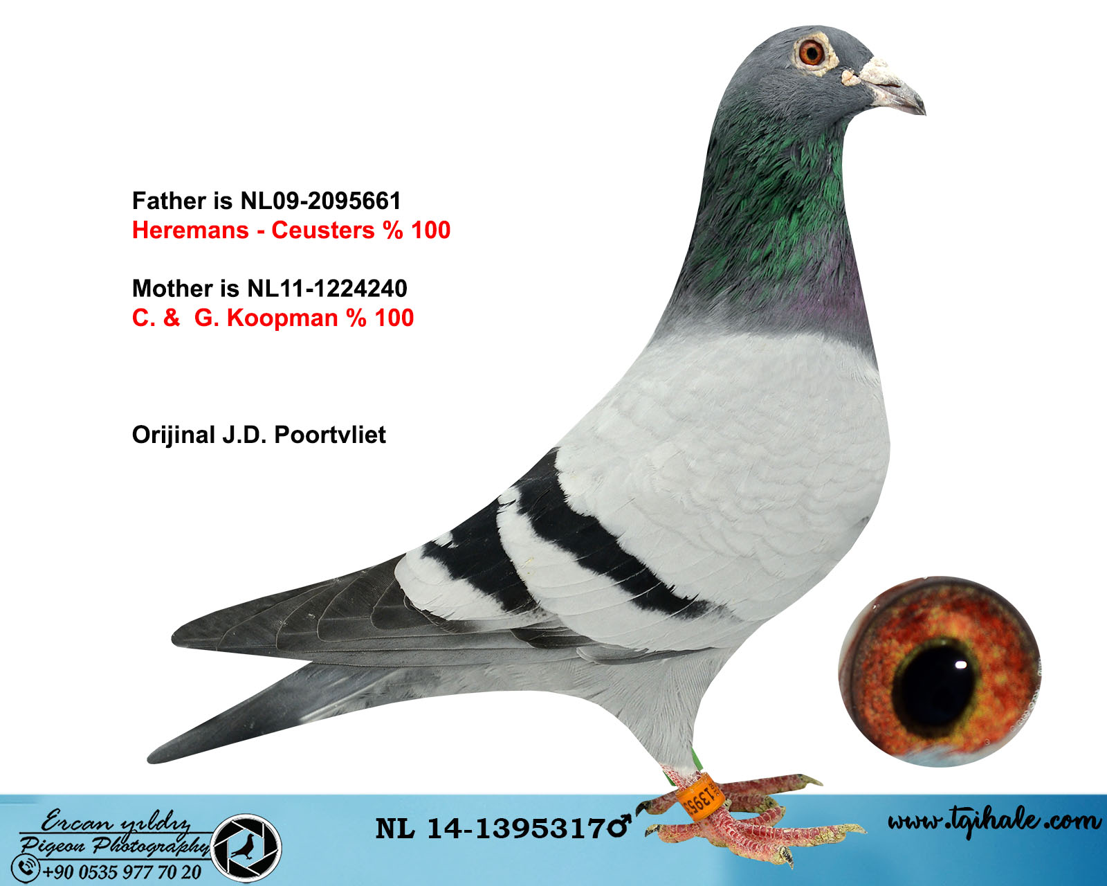 NL14-1395317 ERKEK / ORİJİNAL J.D. POORTVLİET - LEO HEREMANS - KOOPMAN