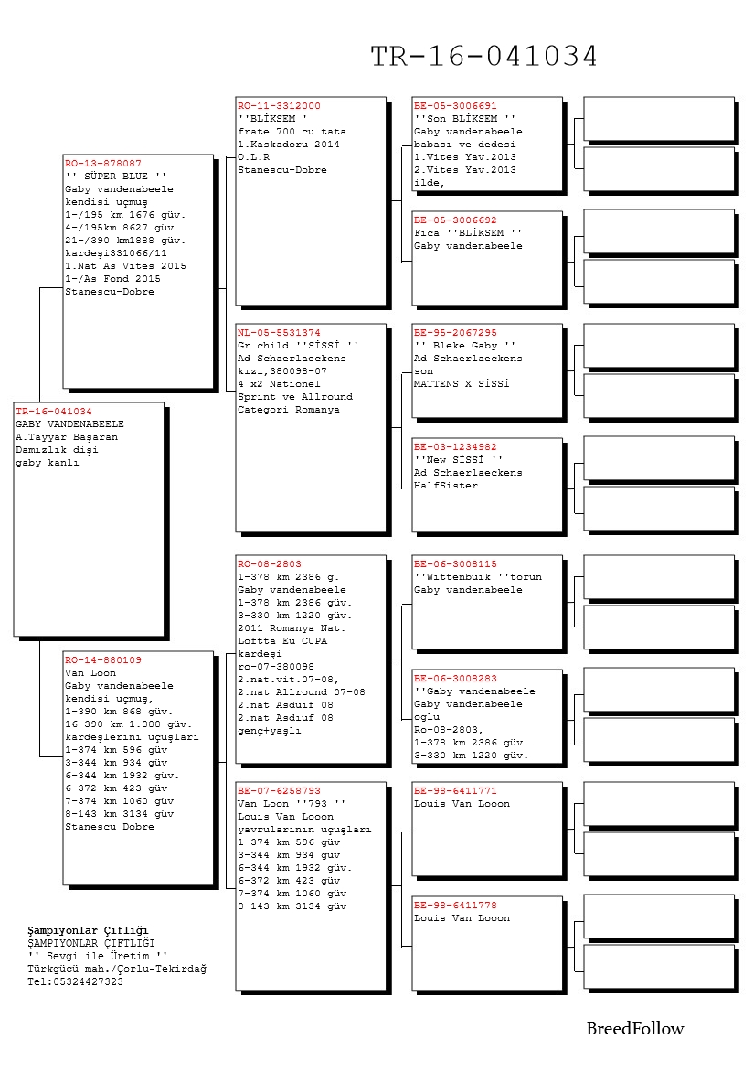 TR16-041034 DİŞİ / BABASI GABY VANDENABEELE ANNESİ VAN LOON - GABY