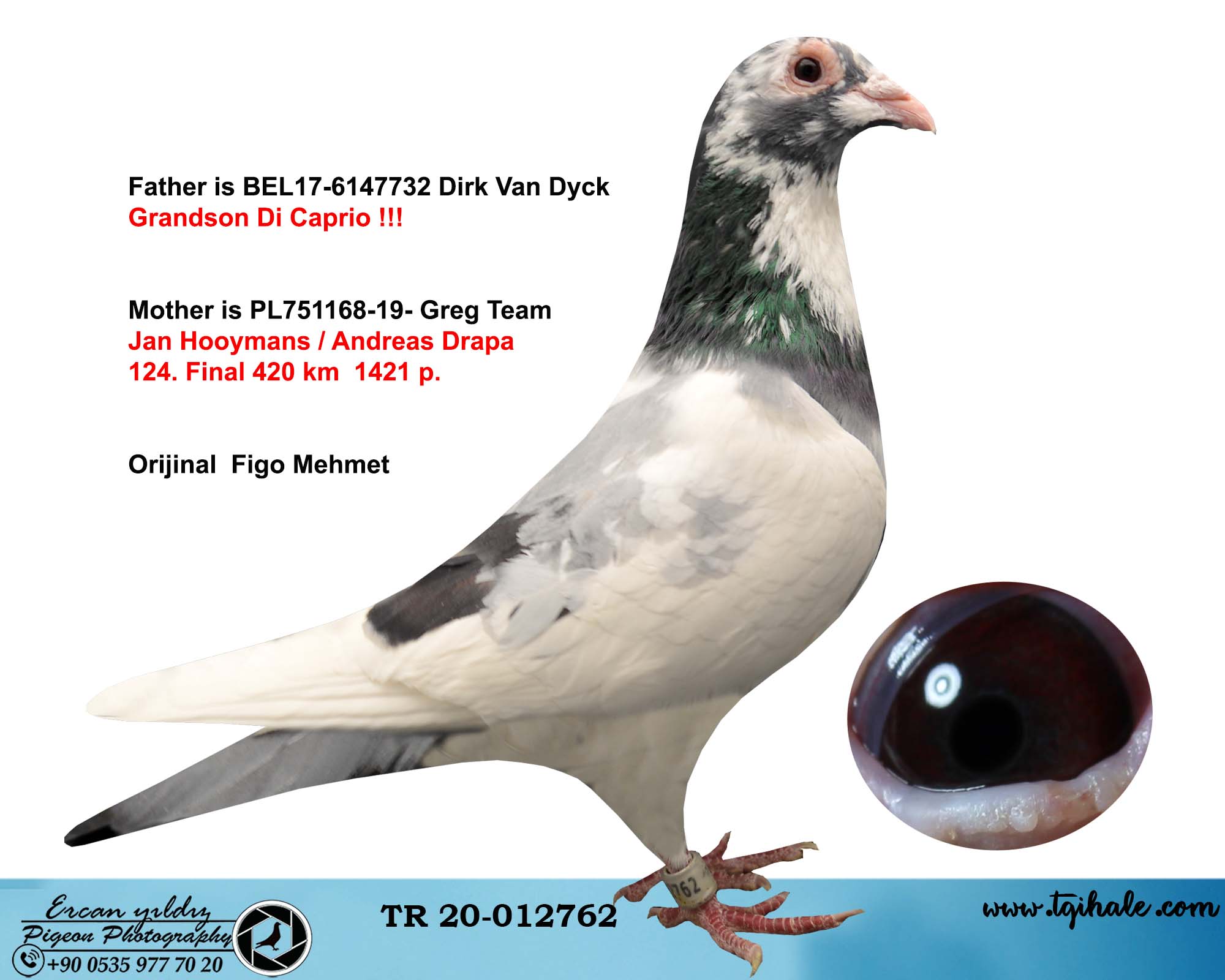 TR20-012762 ERKEK / BABASI VAN DYCK DI CAPRIO TORUNU