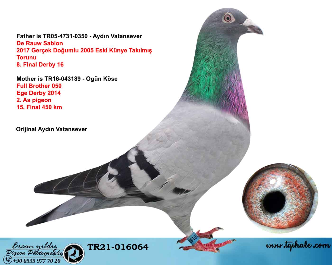 TR21-016064 DİŞİ / BABASI DER RAUW SABLON ANNESİ 050 KIZ KARDEŞİ