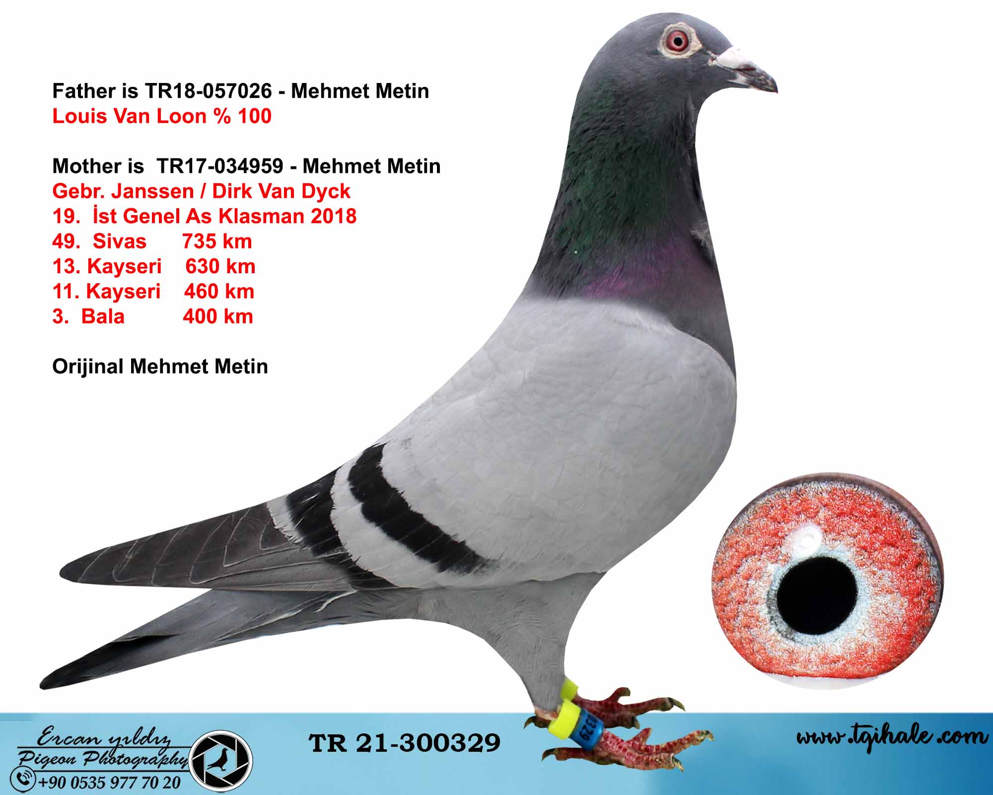 TR21-300329 ERKEK / MEHMET METİN BABASI VAN LOON % 100