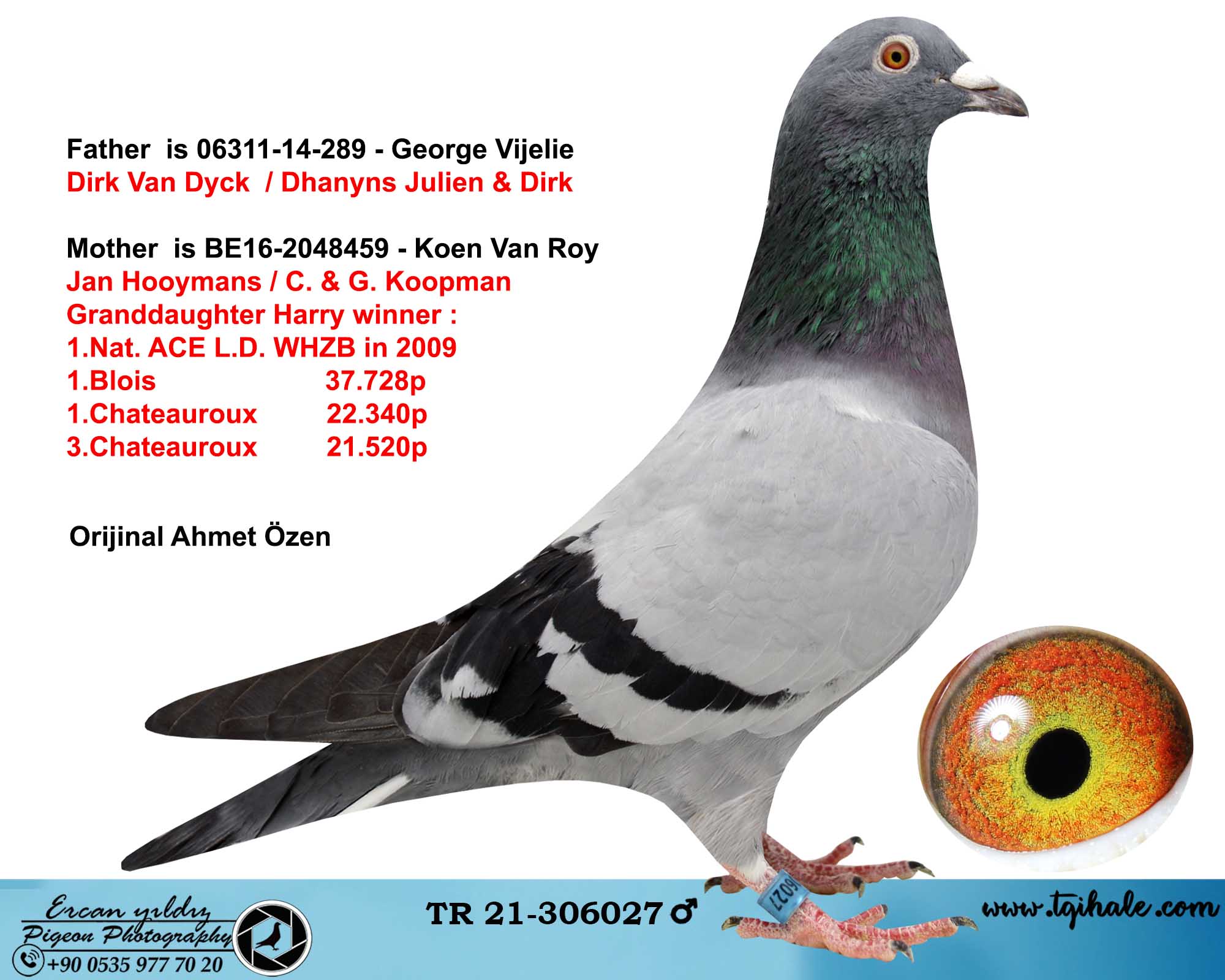 TR21-306027 ERKEK / BABASI VAN DCYK ANNESİ KOOPMAN - J. HOOYMANS