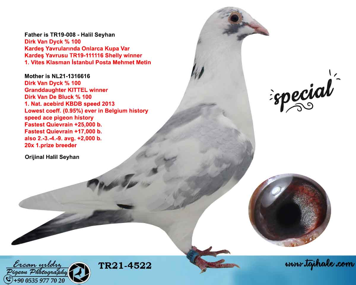 TR21-4522 DİŞİ / BABASI DİRK VAN DYCK - ANNESİ DİRK VAN DE BLUCK % 100