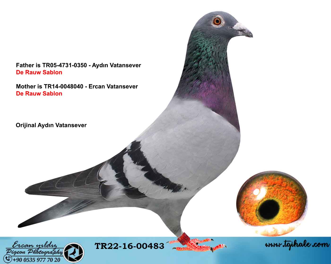 TR22-16-00483 ERKEK / DE RAUW SABLON