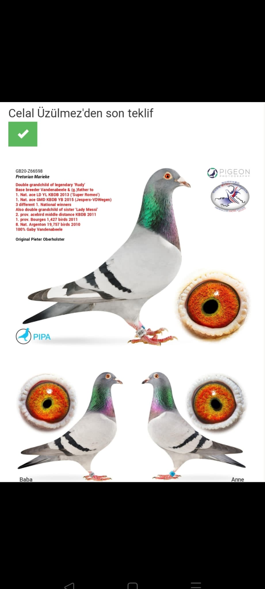 TR22-34-22315 ERKEK / BATENBURG - GABY VANDENABEELE