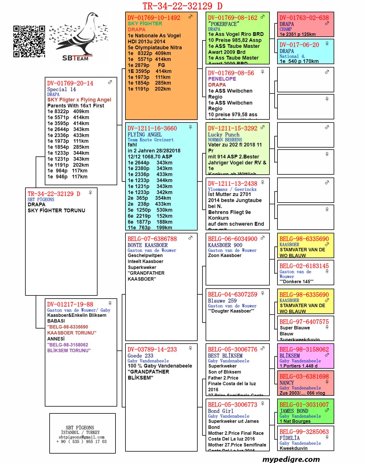 TR22-34-32129 DİŞİ / BABASI DRAPA SKY FIGHTER KIZI ANNESİ GABY - KAASBOER
