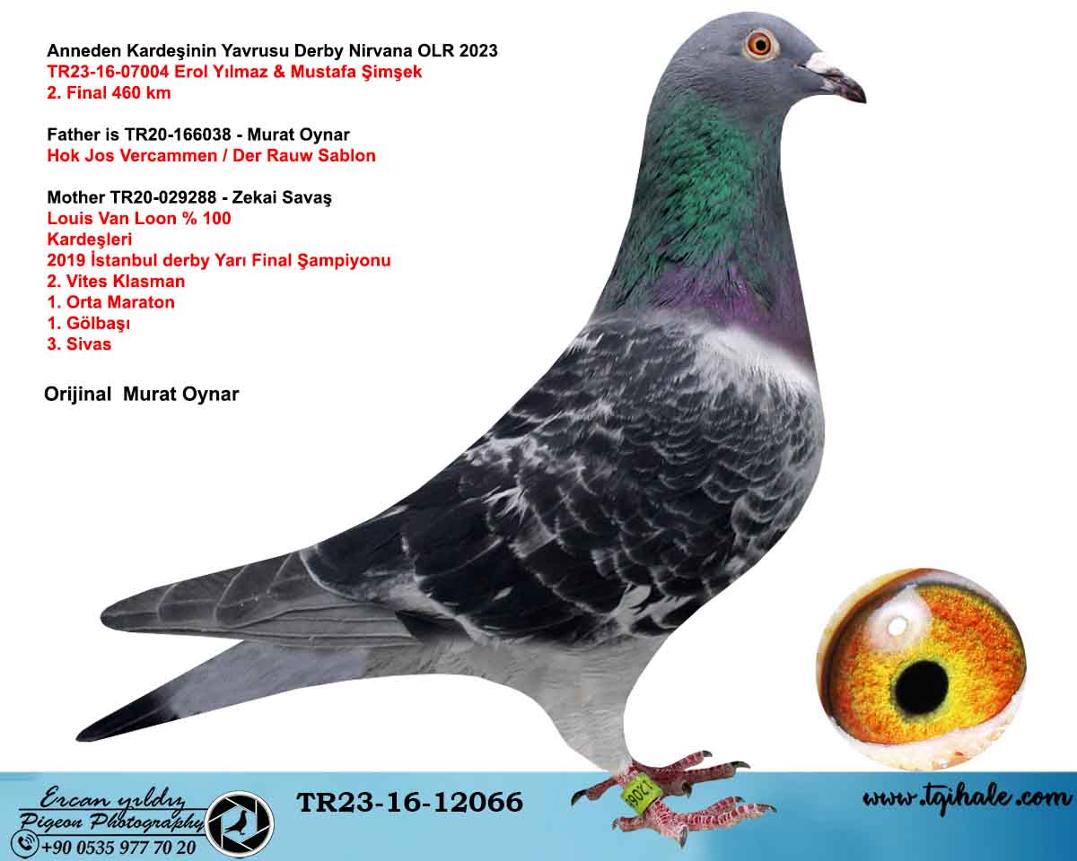 TR23-16-12066 ERKEK / ANNESİ VAN LOON % 100 BABASI HOK JOS VERCAMMEN