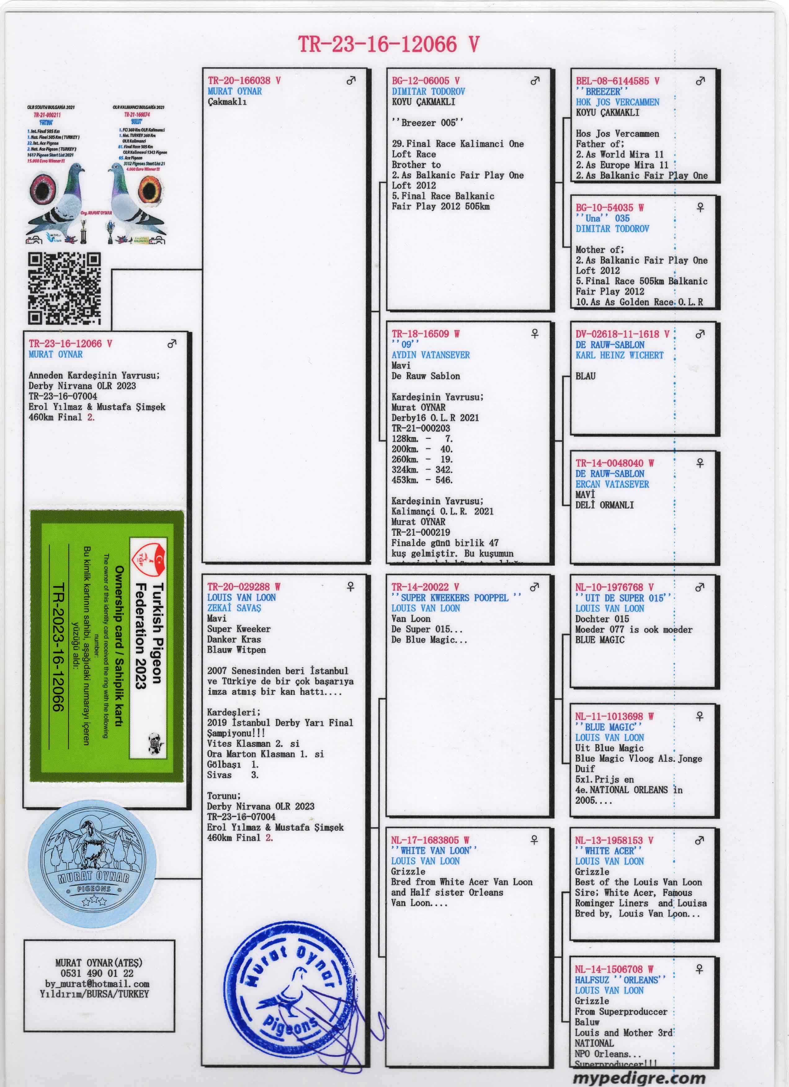TR23-16-12066 ERKEK / ANNESİ VAN LOON % 100 BABASI HOK JOS VERCAMMEN