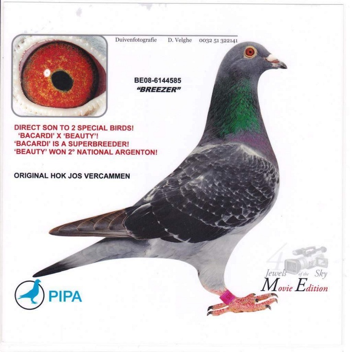 TR23-16-12066 ERKEK / ANNESİ VAN LOON % 100 BABASI HOK JOS VERCAMMEN